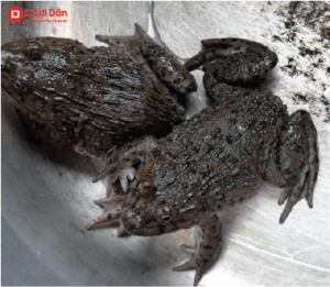 Kỹ thuật nuôi ếch chi tiết từ A - Z cho người mới bắt đầu #9