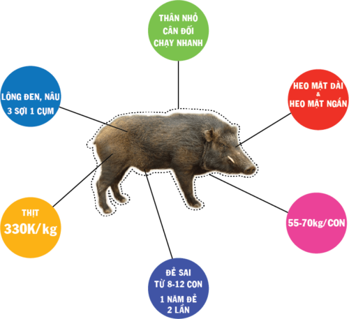 Kỹ thuật nuôi heo rừng lai thu tiền tỷ mỗi năm