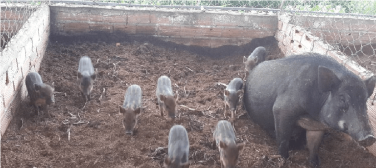 Kỹ thuật nuôi heo rừng lai thu tiền tỷ mỗi năm - Lưới Chậu Lợi Dân