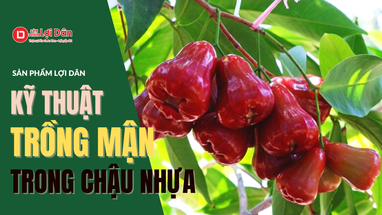 Kỹ thuật trồng Mận(Roi) đúng cách trong chậu nhựa năm 2022